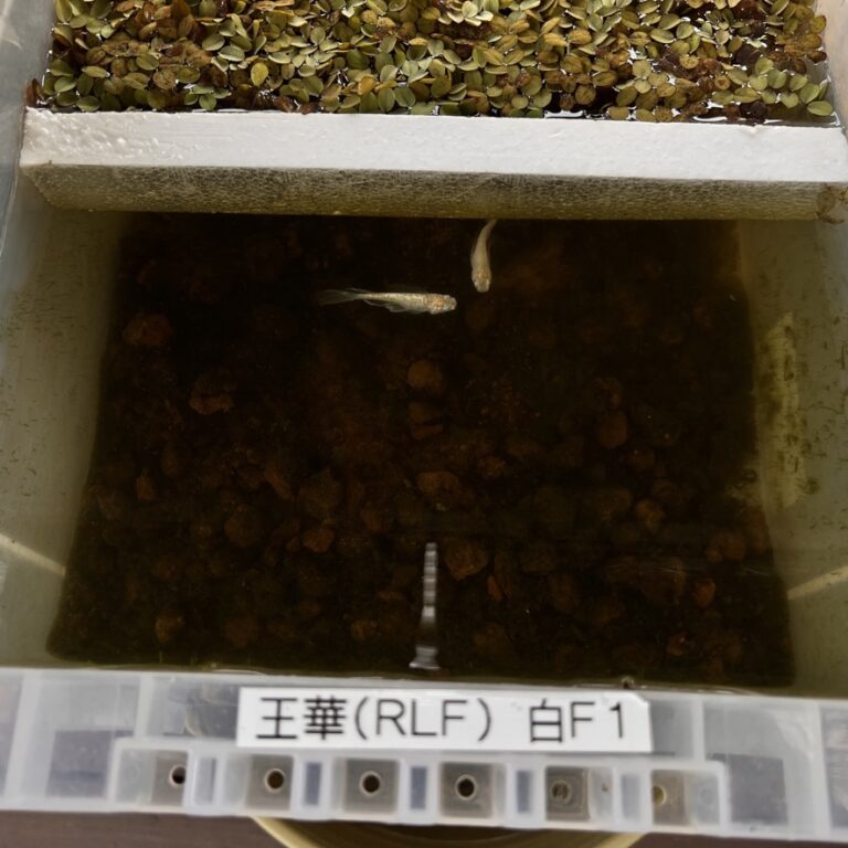 沖縄めだか畑 | 沖縄のメダカ屋さん