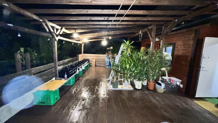 沖縄めだか畑 | 沖縄のメダカ屋さん