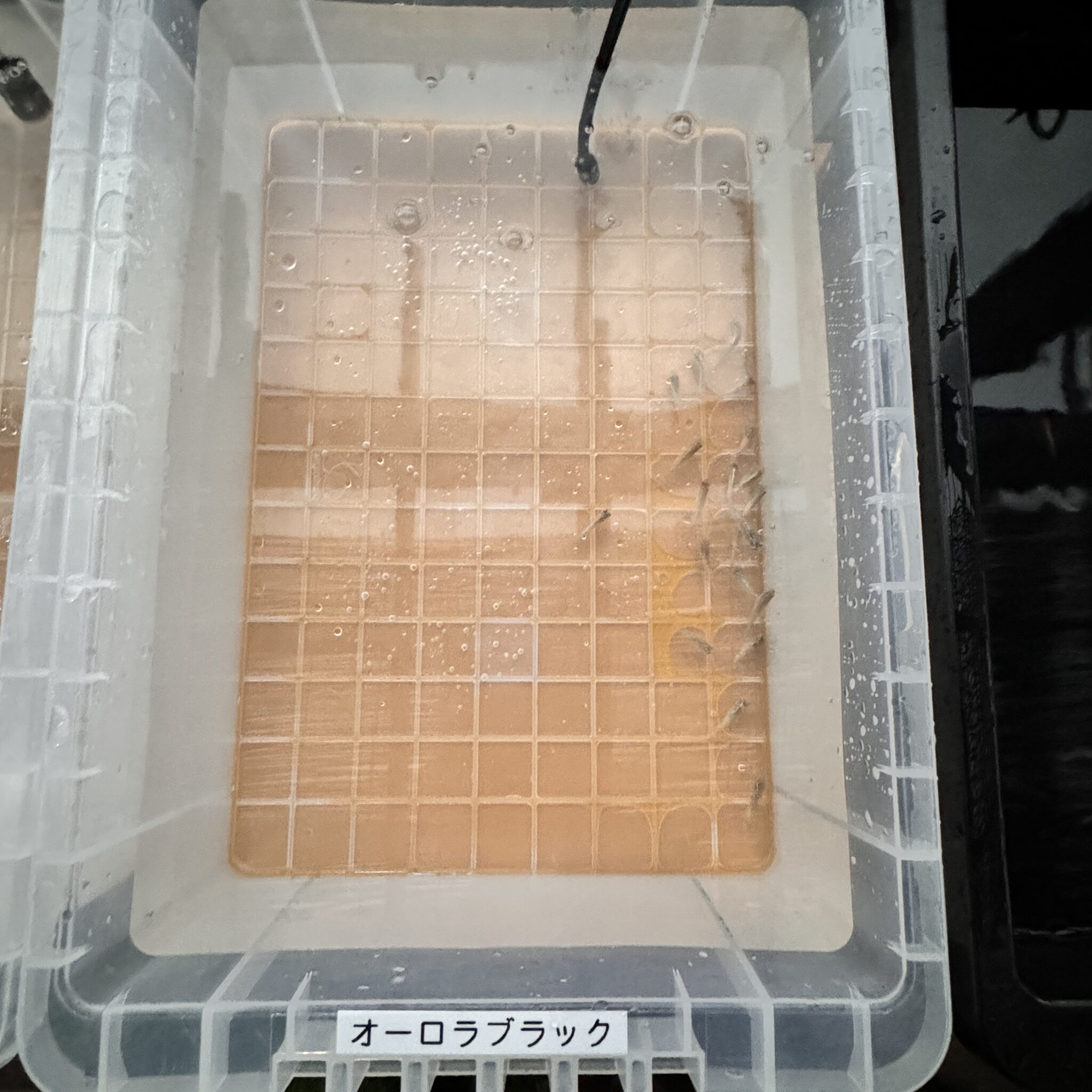 沖縄めだか畑 | 沖縄のメダカ屋さん