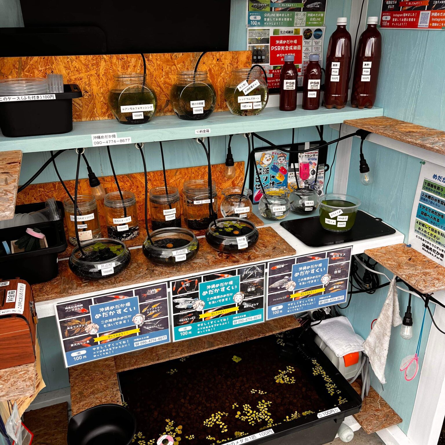 お問い合わせ | 沖縄めだか畑